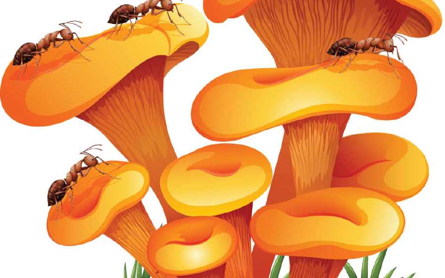 Science for Kids | Pitara Kids' Network