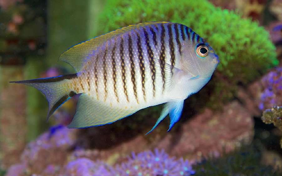 Science for Kids | Pitara Kids' Network