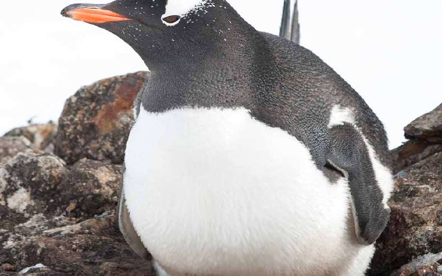 Science Quizzes | Pitara Kids' Network